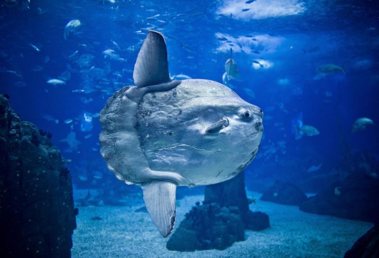 Ocean Giants: 15 Of The Largest Sea Animals In The World