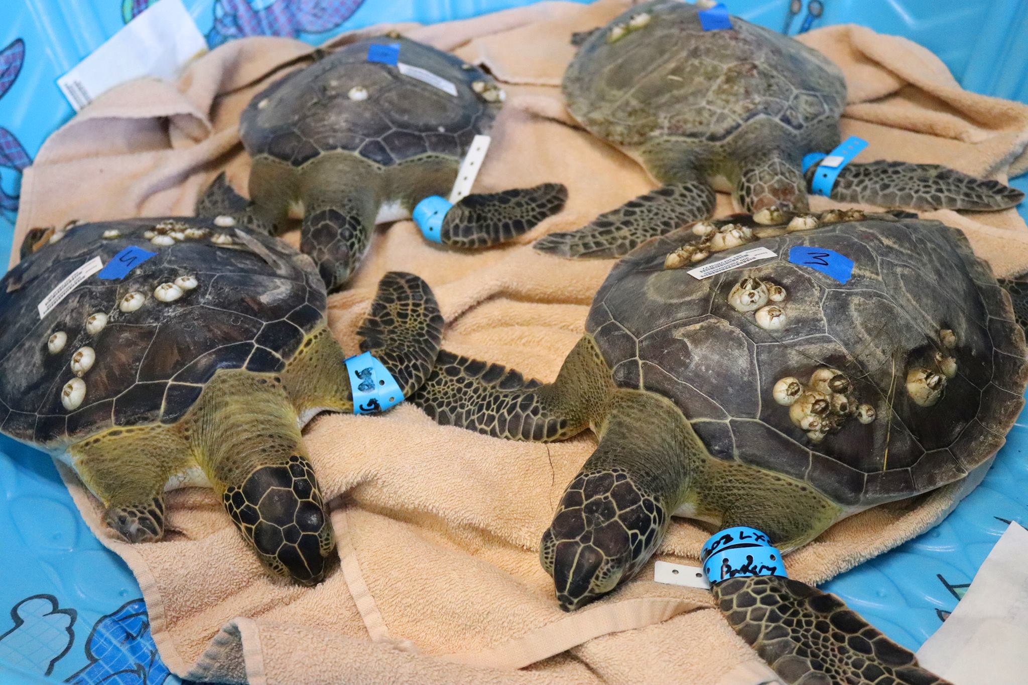 Texas State Aquarium Cares For 101 Cold-Stunned Green Sea Turtles - Awesome Ocean