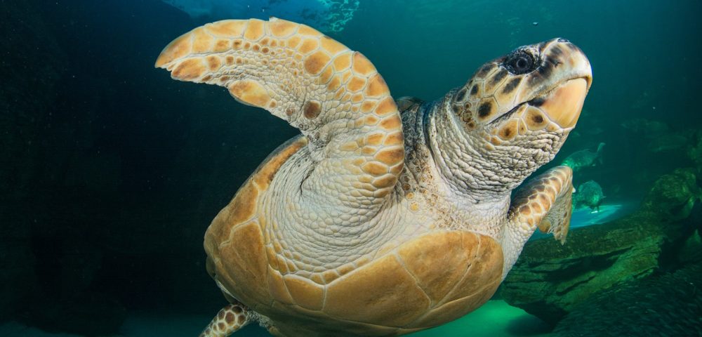 Farewell Yoshi: Two Oceans Aquarium In South Africa Releases Iconic Turtle