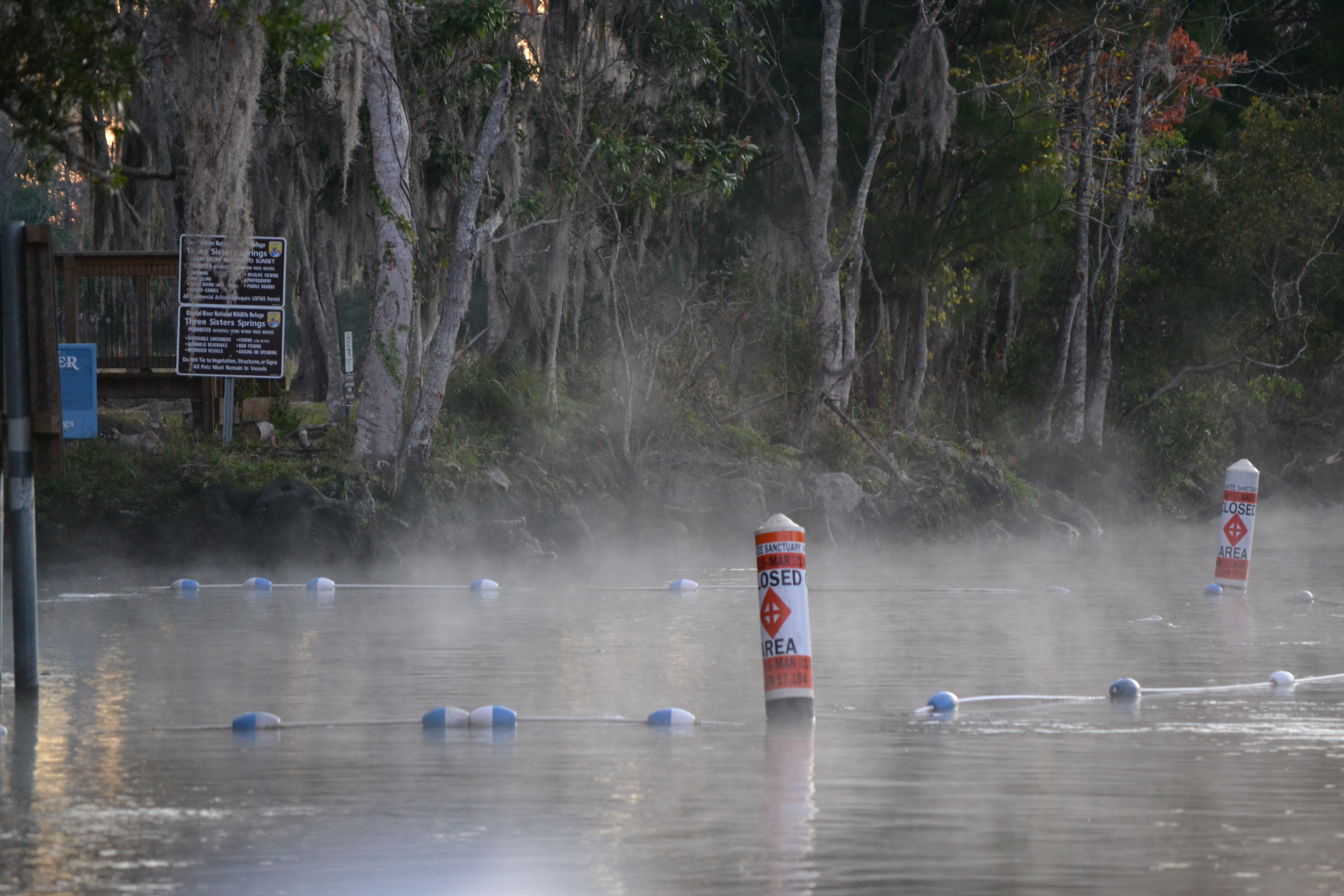 Footage From Crystal River National Wildlife Refuge Shows Dozens Of ...