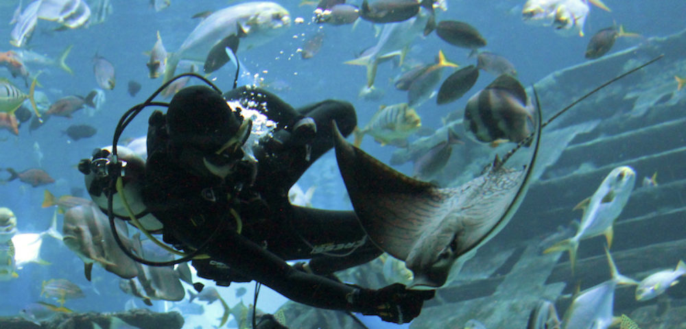 Ornate Eagle Ray Settles Into New Singapore Home And Makes History ...