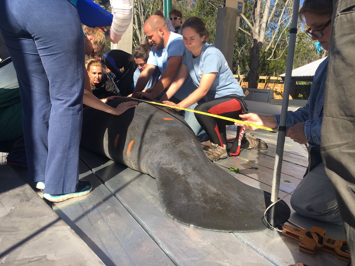 Jacksonville Zoo's Manatee Critical Care Center Prepares To Release Its ...