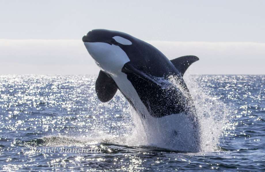 Geogylph In Peruvian Desert Proves To Be A Killer Whale - Awesome Ocean
