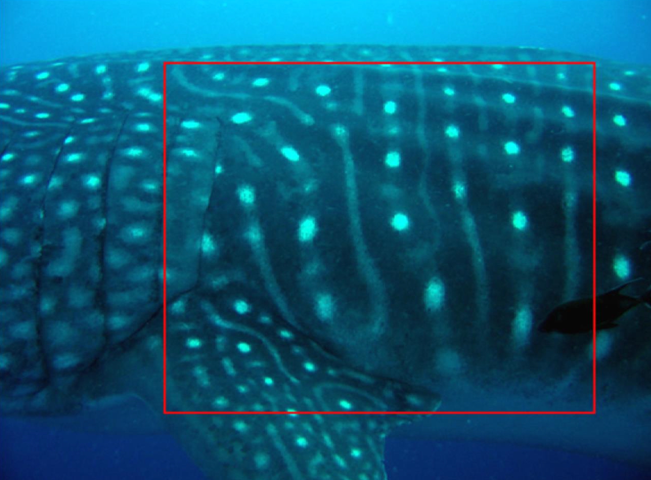 Written In The Stars: Whale Shark Spots Pattern Is Very Similar To ...