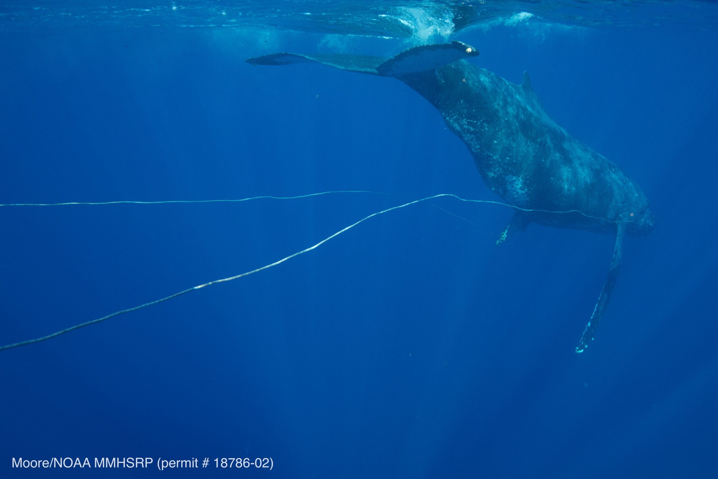 Humpback Whale Freed From 285 Feet Of Braided Rope