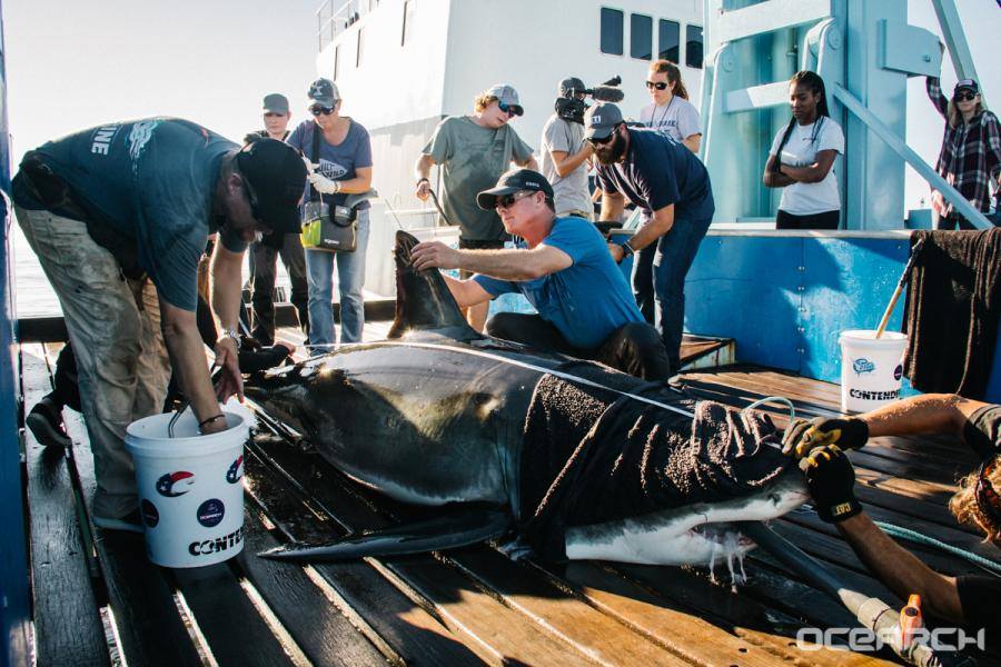 SeaWorld And OCEARCH Combine Forces With One Mission In Mind - Awesome ...