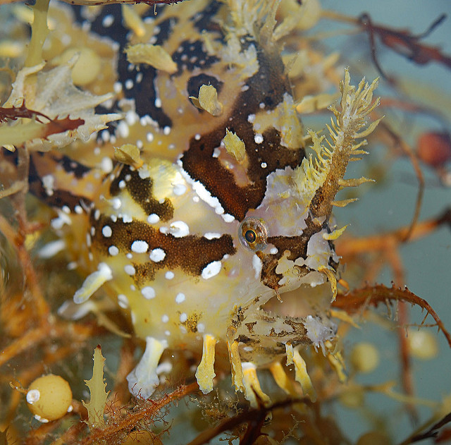 Meet The Perpetually Grumpy Sargassum Frogfish