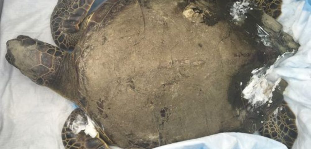 Welcome Sweet Pea! The Navarre Beach Sea Turtle Conservation Center ...