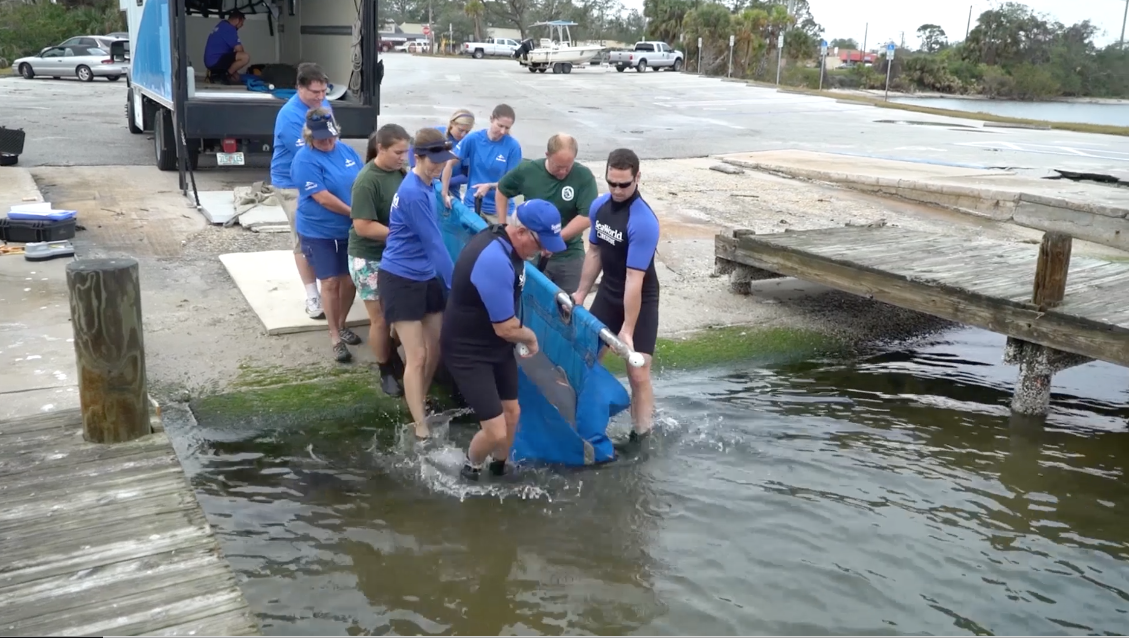 Home Free! SeaWorld Helps Release Rehabilitated Manatees - Awesome Ocean