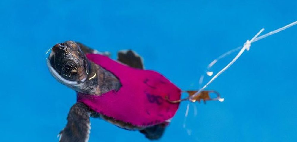 Cuteness Ahoy! These Baby Sea Turtles In Swimsuits Will Make Your Day ...