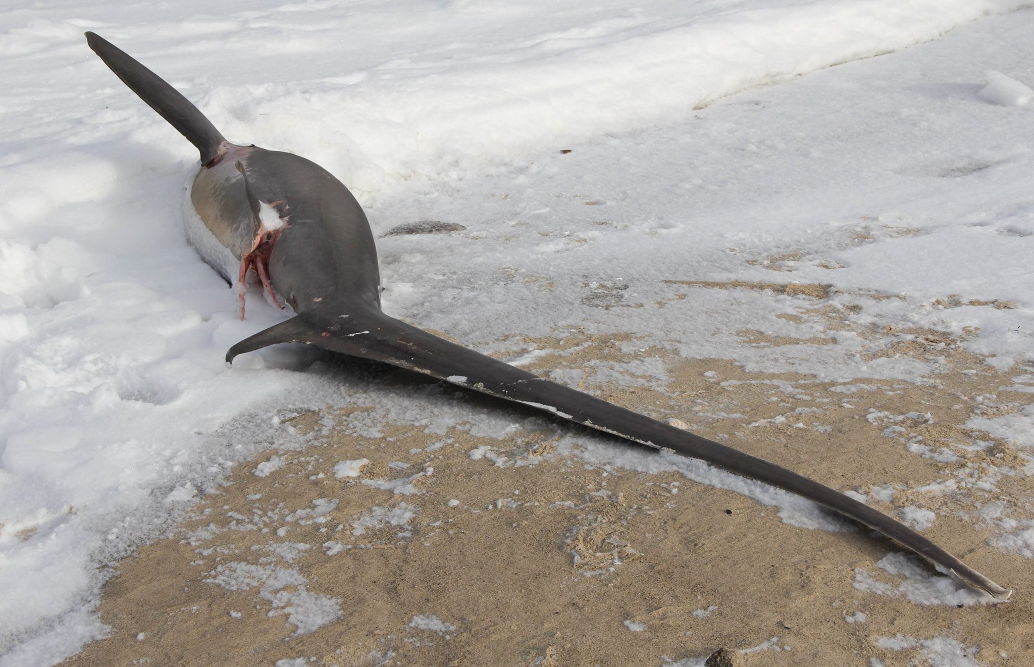 Cape Cod Sees Fourth Frozen Thresher Shark Visitor - Awesome Ocean