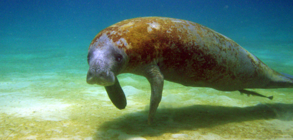 Red Tides Causing Manatee Mortalities - Awesome Ocean