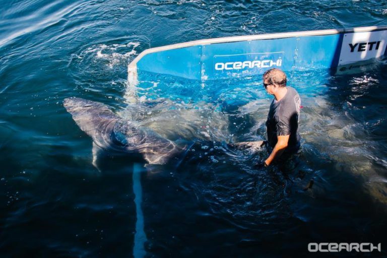 An Entire Ecosystem Could Collapse Without Great White Sharks - Awesome ...