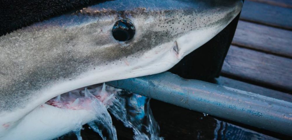 Spotted! George The Great White Shark Is Lingering In The Everglades ...
