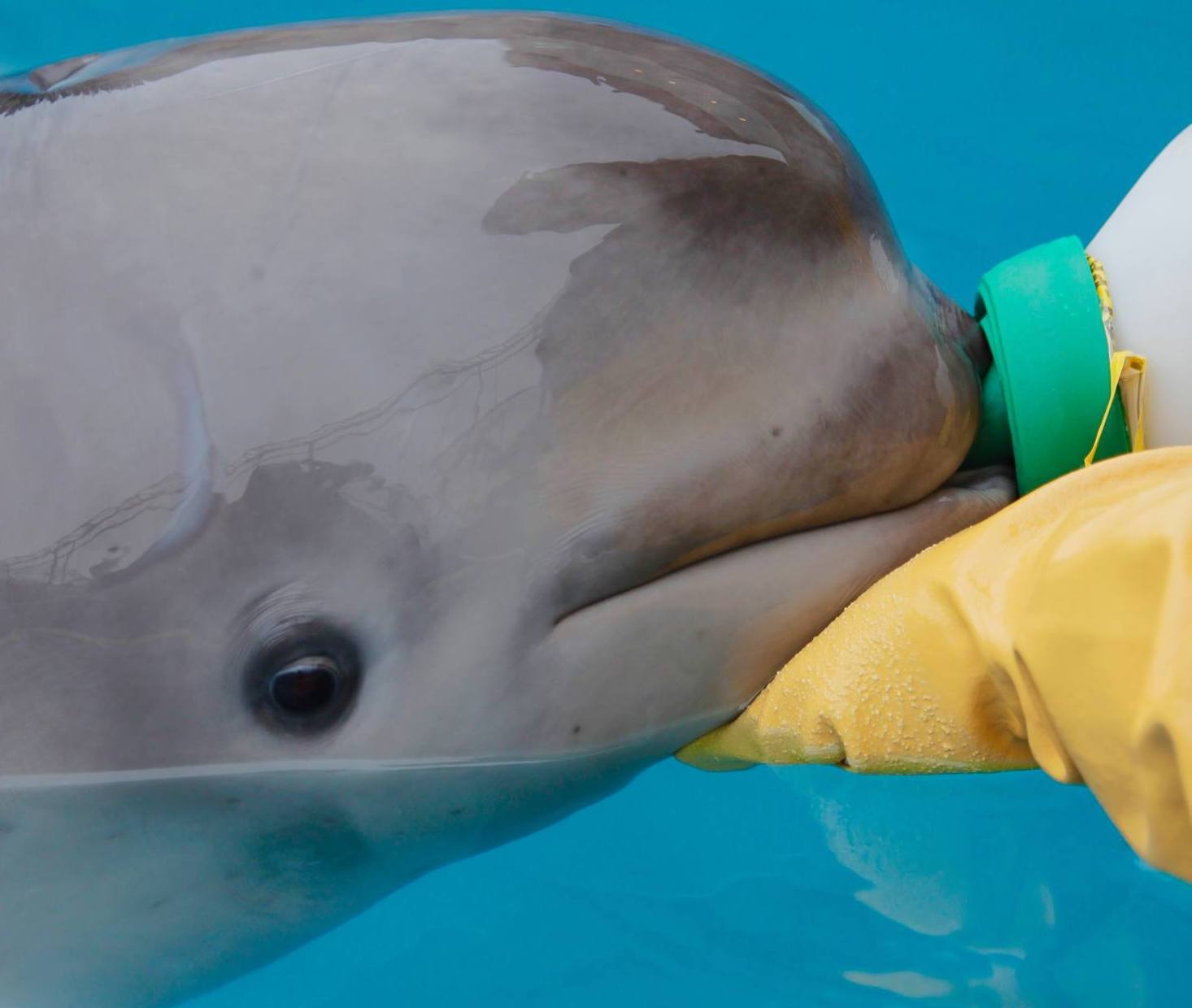 Beluga Whale Calf, Tyonek, Not Able To Be Released To The Wild ...