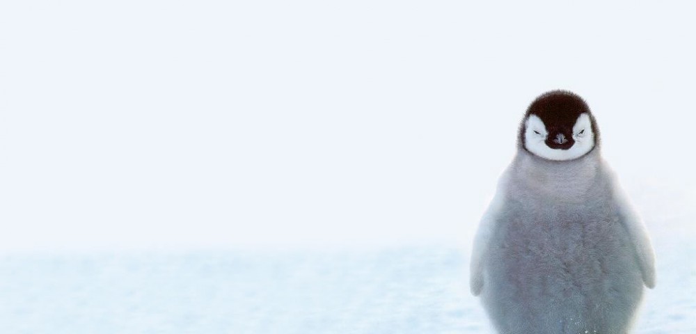 9 Adorably Clumsy Penguins Guaranteed To Brighten Your Monday - Awesome ...
