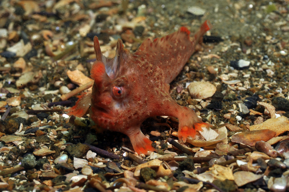 Rare Fish With Finger-Like Fins Found Off The Tasmanian Coast - Awesome ...