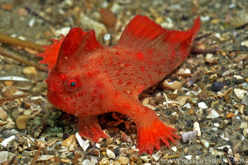 Rare Fish With Finger-Like Fins Found Off The Tasmanian Coast - Awesome ...