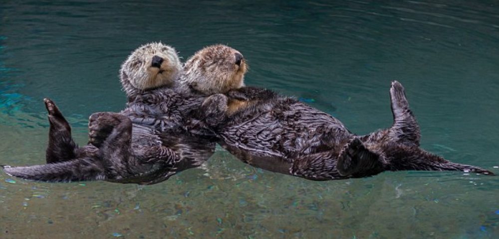 These 14 Adorable Animal Couples Are SO Ready For Valentine's Day