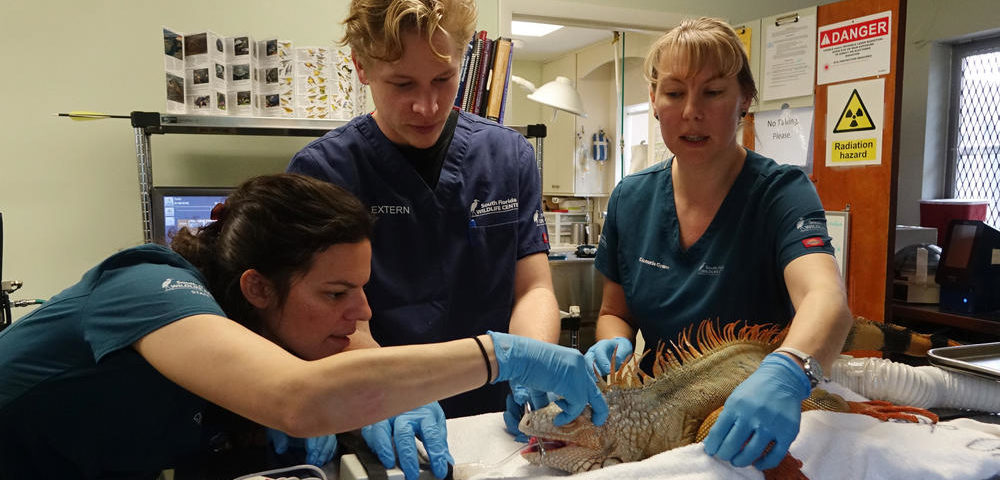 Five Crossbow Darts Removed From Godzilla The Green Iguana - Awesome Ocean