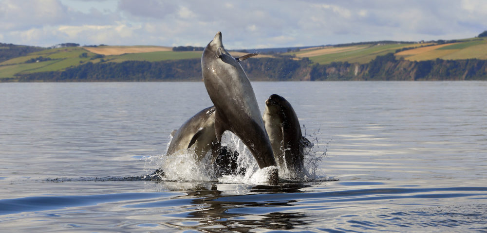 Cetacean’s Love Scotland, And Who Can Blame Them? - Awesome Ocean