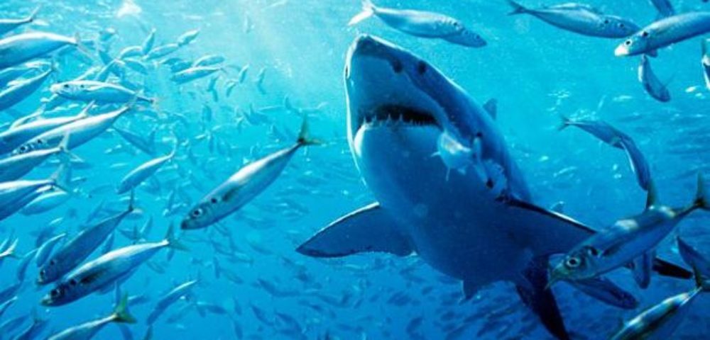 An Entire Ecosystem Could Collapse Without Great White Sharks - Awesome ...