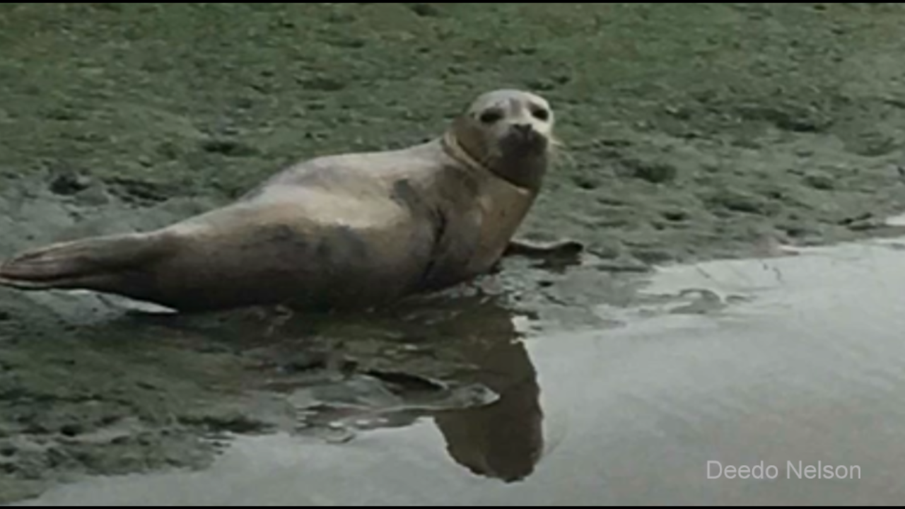 Catch Me If You Can! This Harbor Seal Is On The Run From The FWC ...