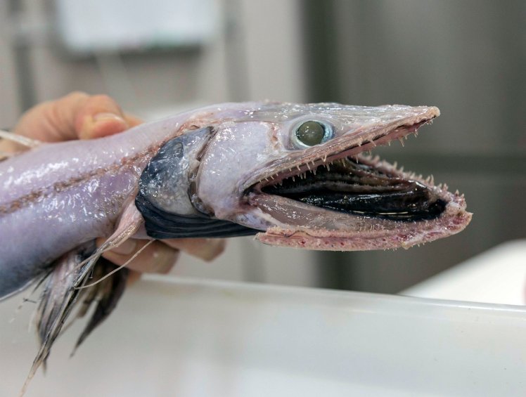 Scientists Discover Over 40,000 Of These Scary Looking Creatures From ...
