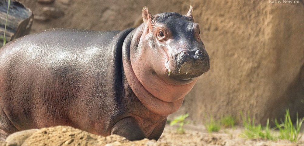 Fiona The Fabulous Hippo Is Already Attracting Future Male Suitors
