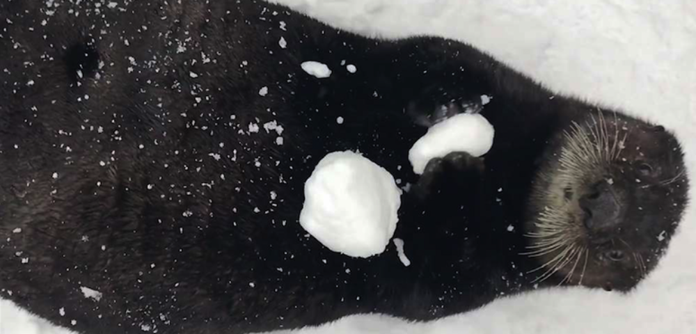 This Sea Otter Squad Had The Snowiest Snow Day At Vancouver Aquarium