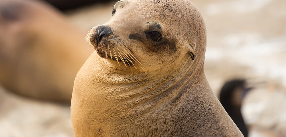Endangered Fish Struggles To Survive In California And Oregon Thanks To ...