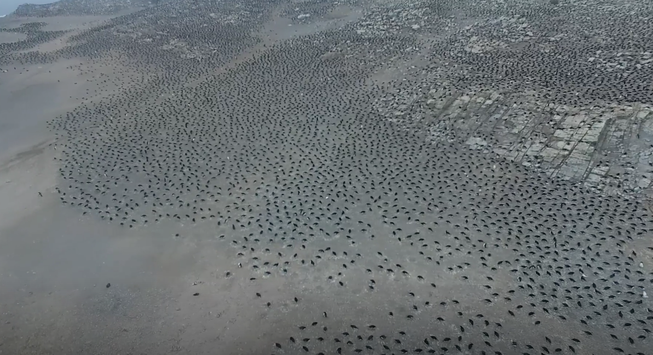 Super Cool! Supercolony Of Adelie Penguins Found In Antarctica