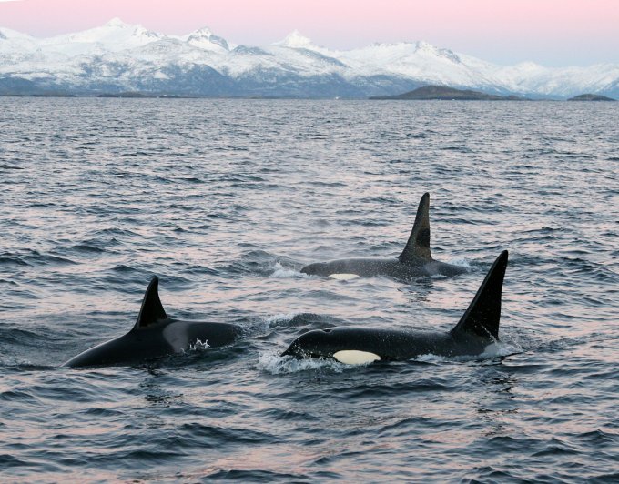 Underwater Footage Of Type D Orcas Taken For The FIRST TIME EVER