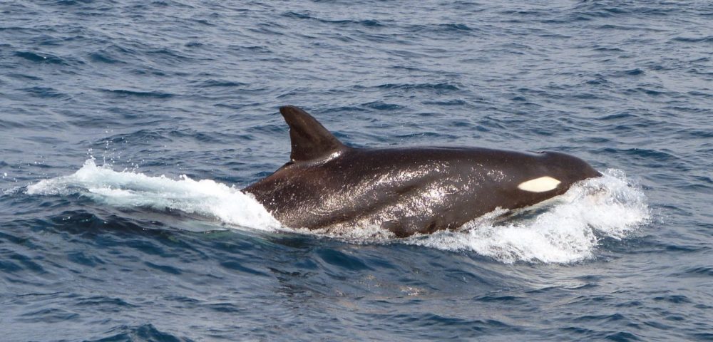 Who Wants A Belly Rub? These Resident Orcas, That’s Who!
