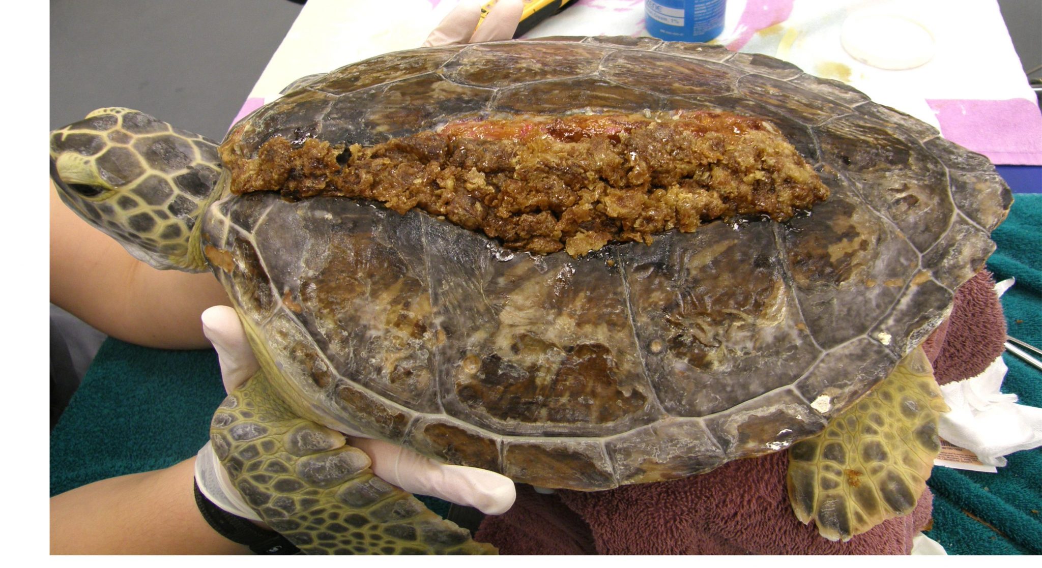 How Bees Are Being Used To Save Injured Sea Turtles