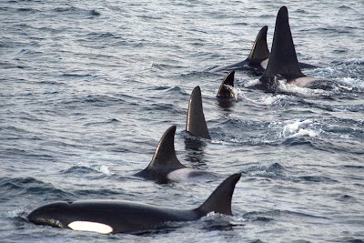 Who Wants A Belly Rub? These Resident Orcas, That’s Who!