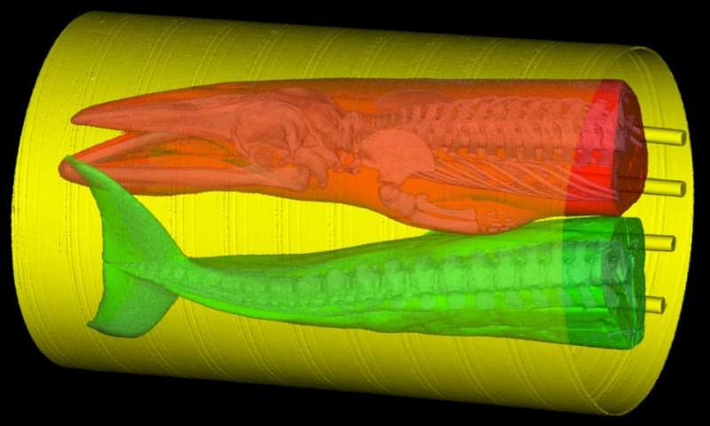 ct scan Archives - Awesome Ocean