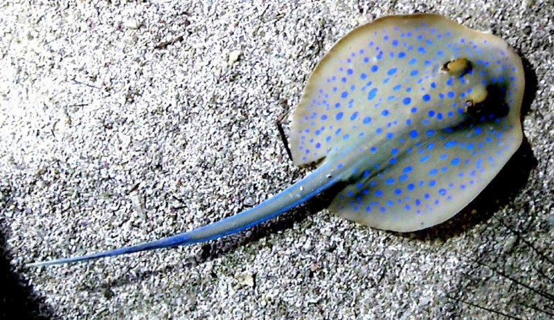 A Royal Tribute For A Baby Stingray - Awesome Ocean
