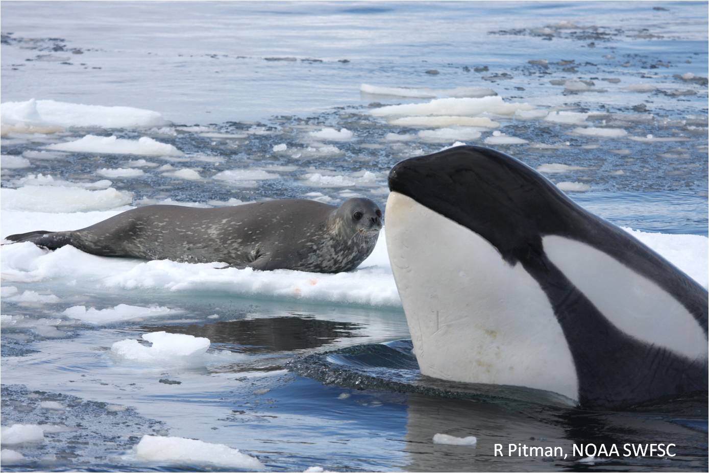 Watch This Lone Seal On A Small Patch Of Ice Evade A Pod Of Hunting ...