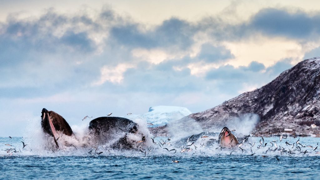 You HAVE To See These Unbelievable Photos Of Whales Off Norway Coast ...