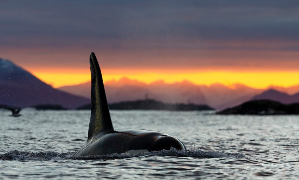 You HAVE To See These Unbelievable Photos Of Whales Off Norway Coast ...