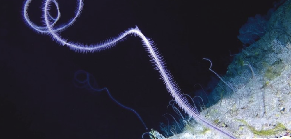 Deep Sea Discoveries: 100 New Species And A New Ocean Zone