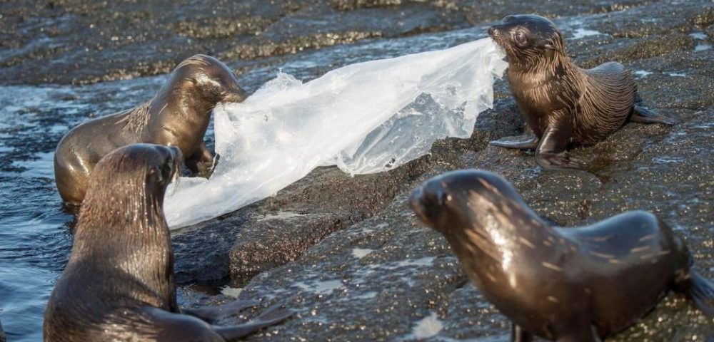 Young Sea Lions Found Playing With Plastic In The Galapagos - Awesome Ocean