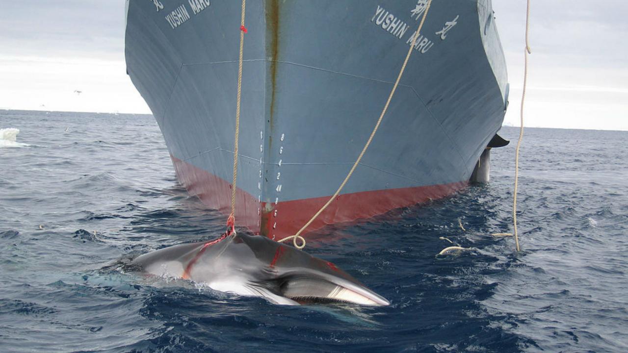minke whales Archives - Awesome Ocean