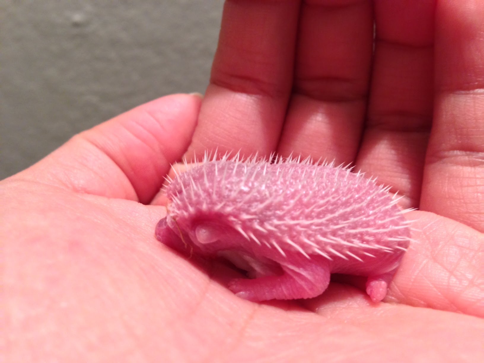 Baby Hedgehogs Harley Quill And Poker Take The Universe By Storm!