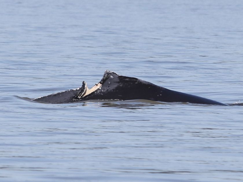 Huge Gash On Humpback Whale Likely Caused By Boat - Awesome Ocean