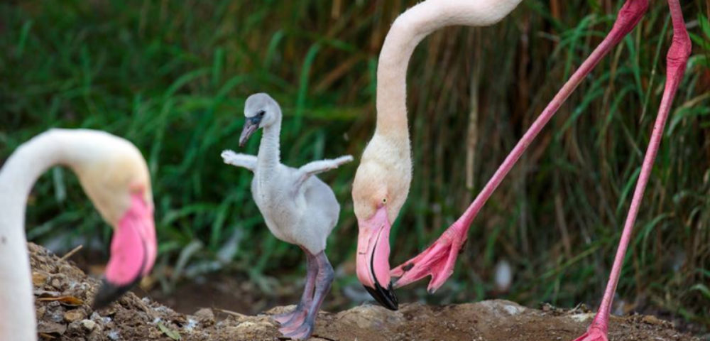 Penguins VS Flamingos: Which Chicks Are Cuter?