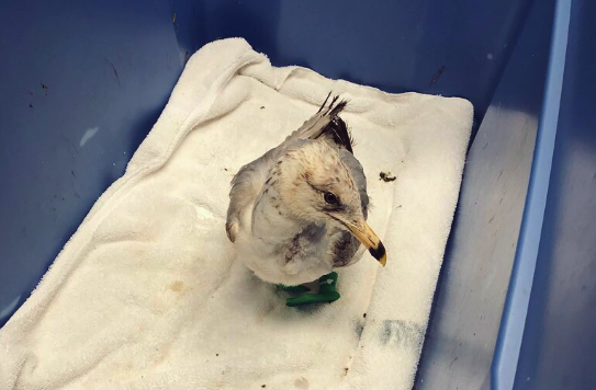 Gumpy The Seagull Gets A Second Chance Thanks To His Veterinarian Friend
