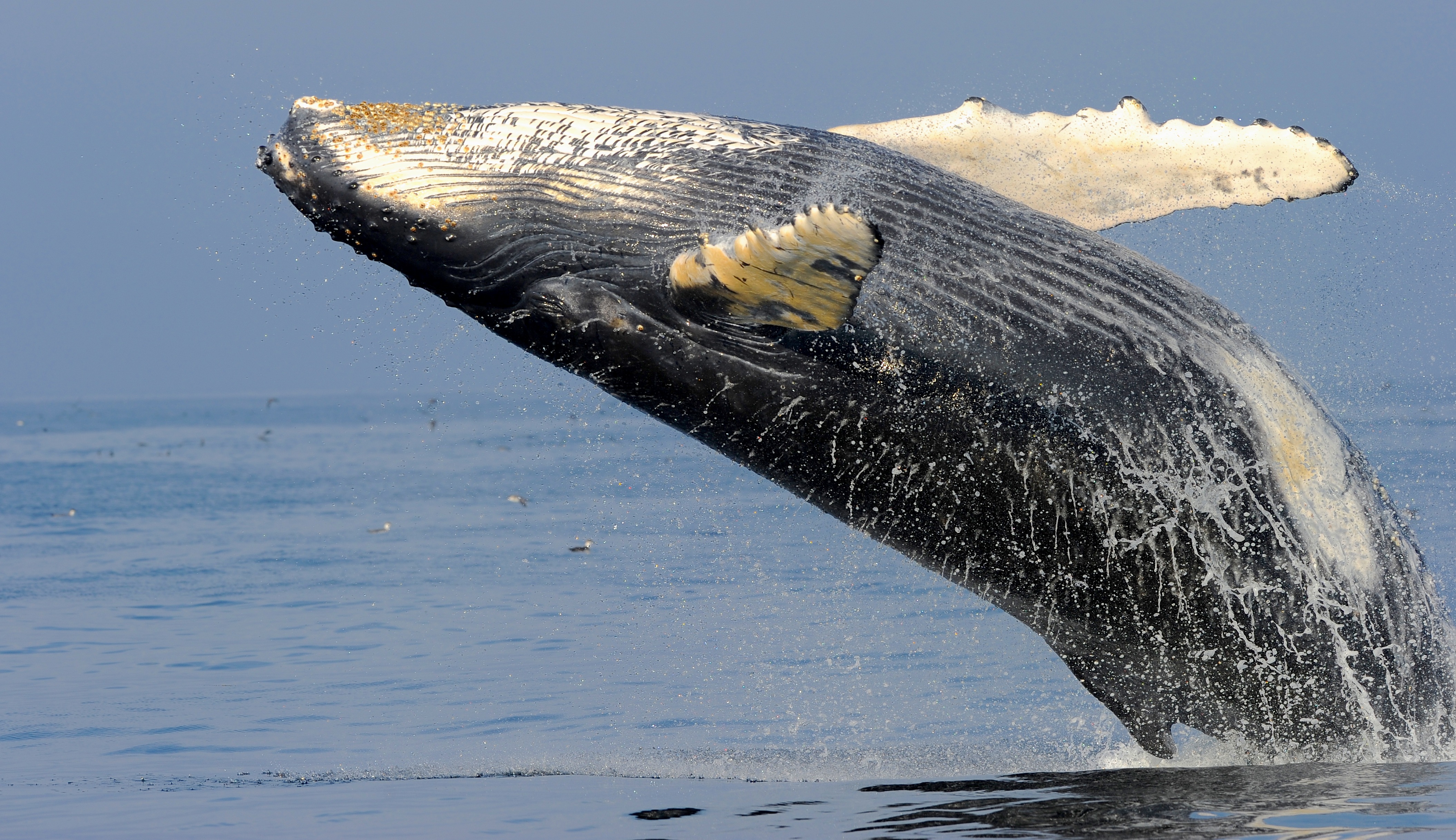 The Numbers Don't Lie! Humpbacks Are On The Rise In Australia!