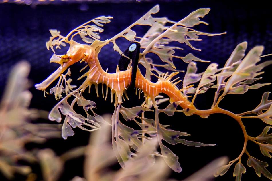 Florida Aquarium Makes Tiny Pool Noodles for Sea Dragons